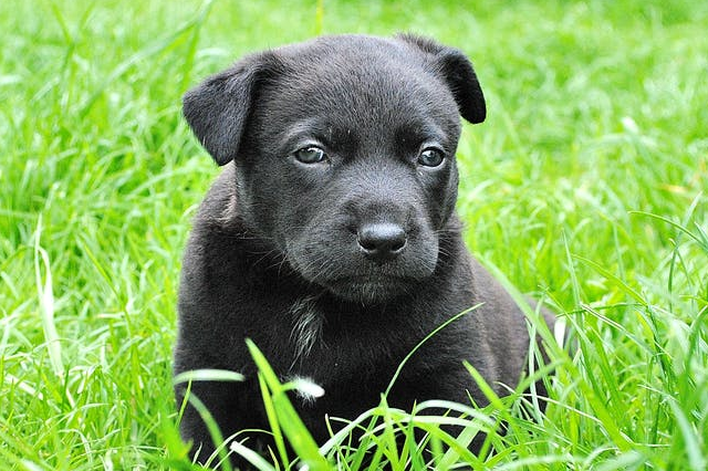 Las razas de perros más tranquilos - Mascotas y Animales Doncomos.com