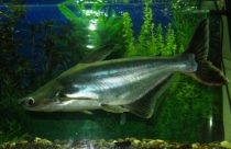 Pez Viuda negra o Monjita – Todo lo que debes saber. - Mascotas y ...