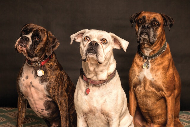 Cómo sacarle el DNI a tu perro - Mascotas y Animales Doncomos.com