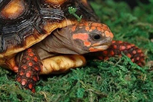 Pez Viuda negra o Monjita – Todo lo que debes saber. - Mascotas y ...