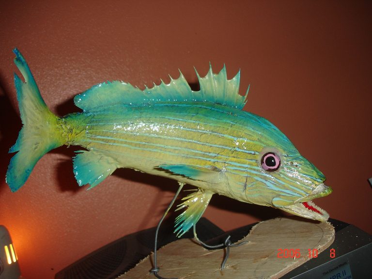 Cómo disecar un animal - 4 pasos - Ocio Doncomos.com