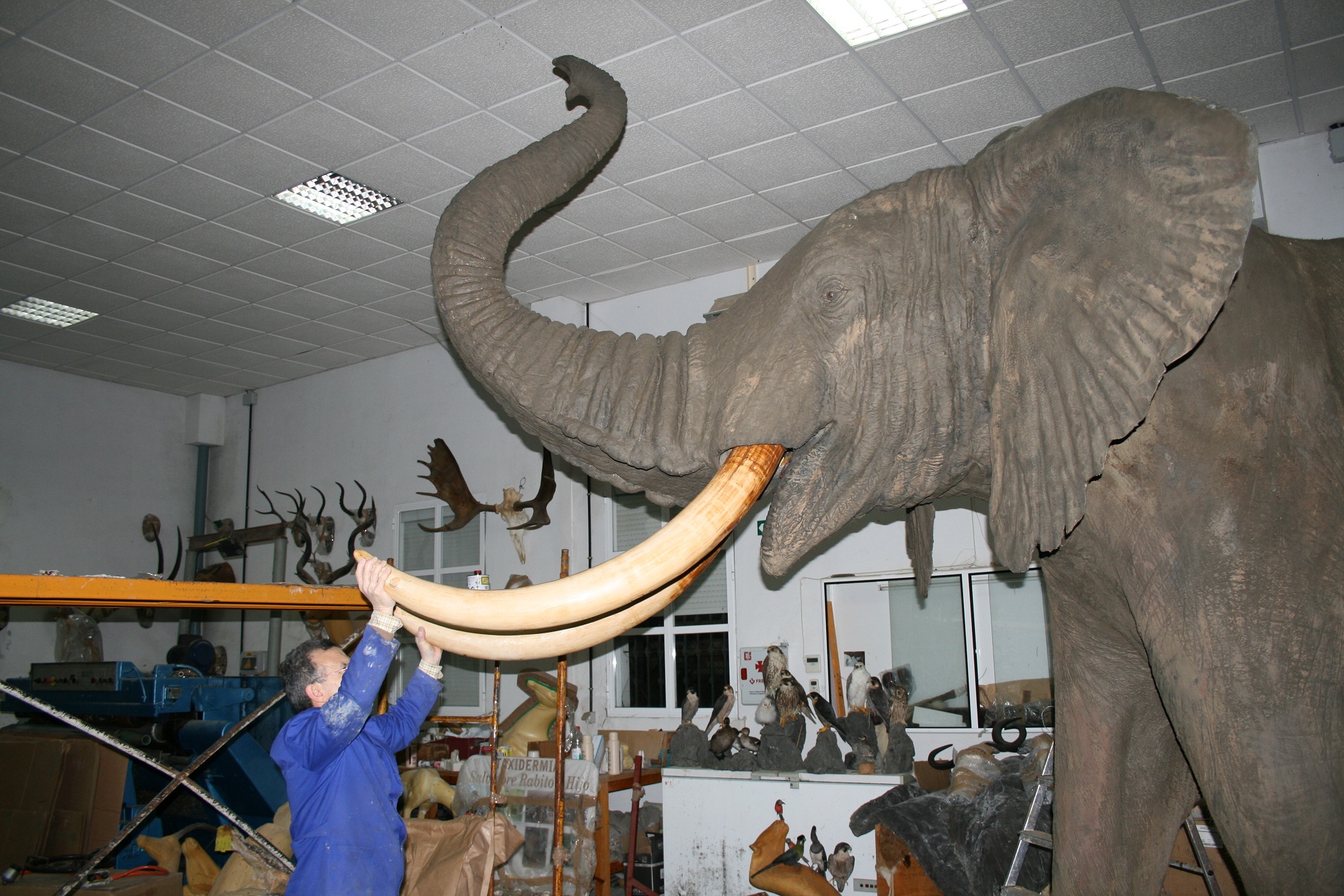 Cómo disecar un animal - 4 pasos - Ocio Doncomos.com