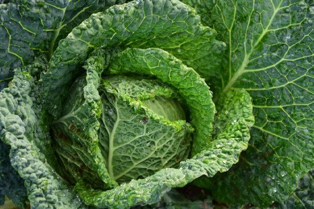 Cómo hacer la dieta de la col - Peso Doncomos.com