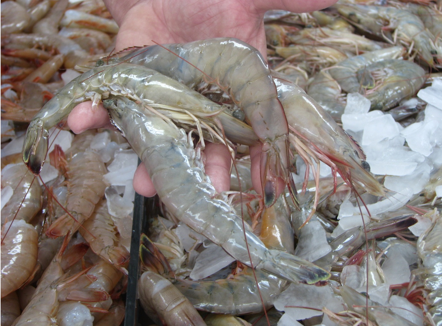 Cómo hacer camarones fritos estilo chino - 7 pasos - Recetas Doncomos.com