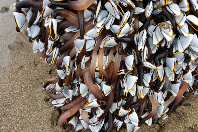 Cómo hay que comer percebes - Recetas Don Cómo