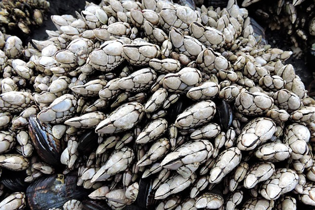 Cómo hay que comer percebes - 5 pasos - Recetas Doncomos.com