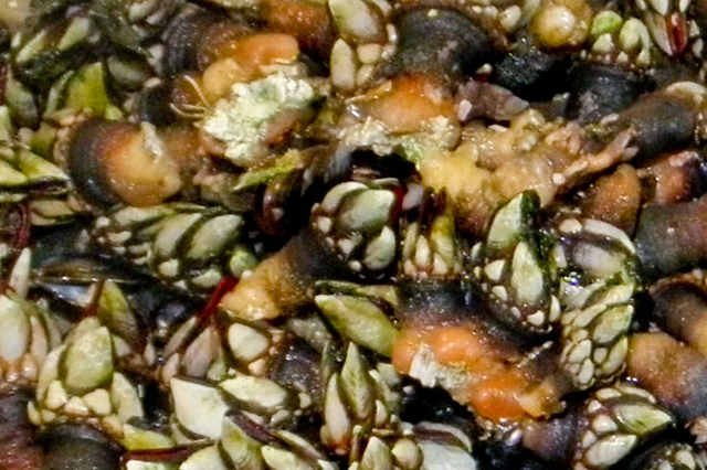 Cómo hay que comer percebes - 5 pasos - Recetas Doncomos.com