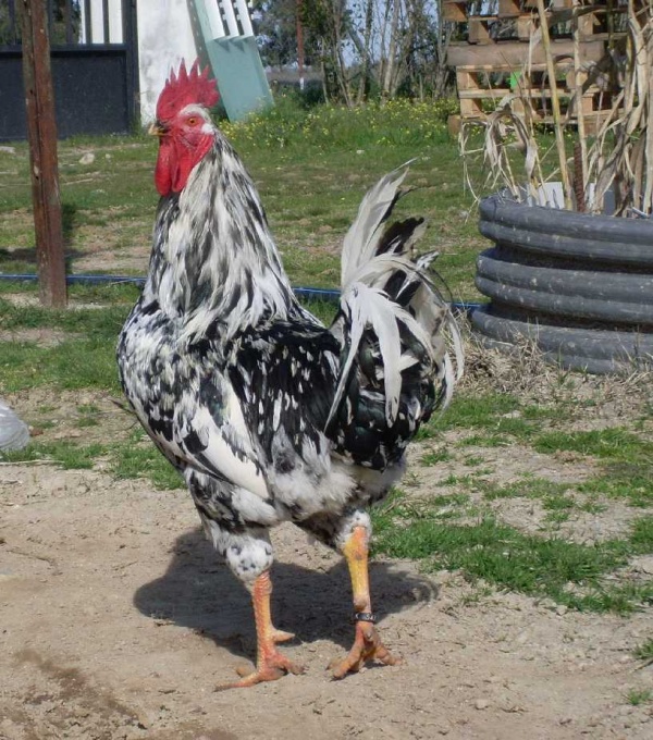 Cómo preparar pitu caleya - 18 pasos - Recetas Doncomos.com