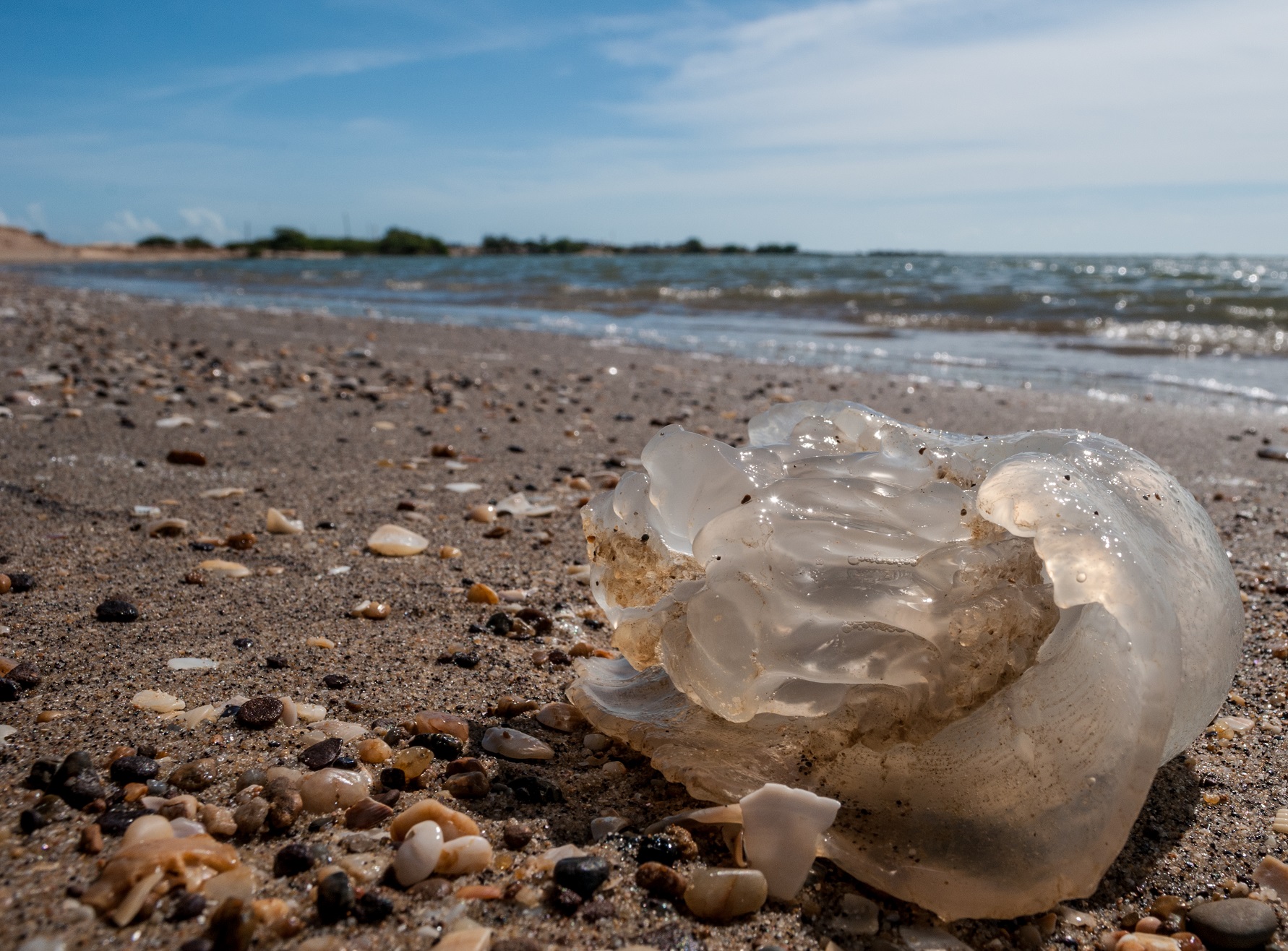 Cómo aliviar una picadura de medusa - 4 pasos - Salud Doncomos.com