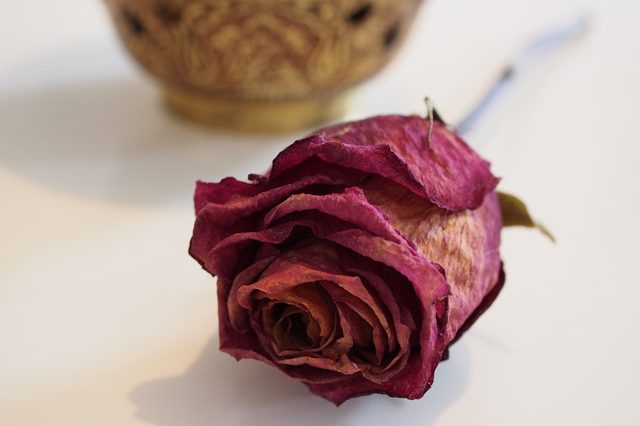 Cómo secar una rosa y conservarla eternamente - Talento Doncomos.com